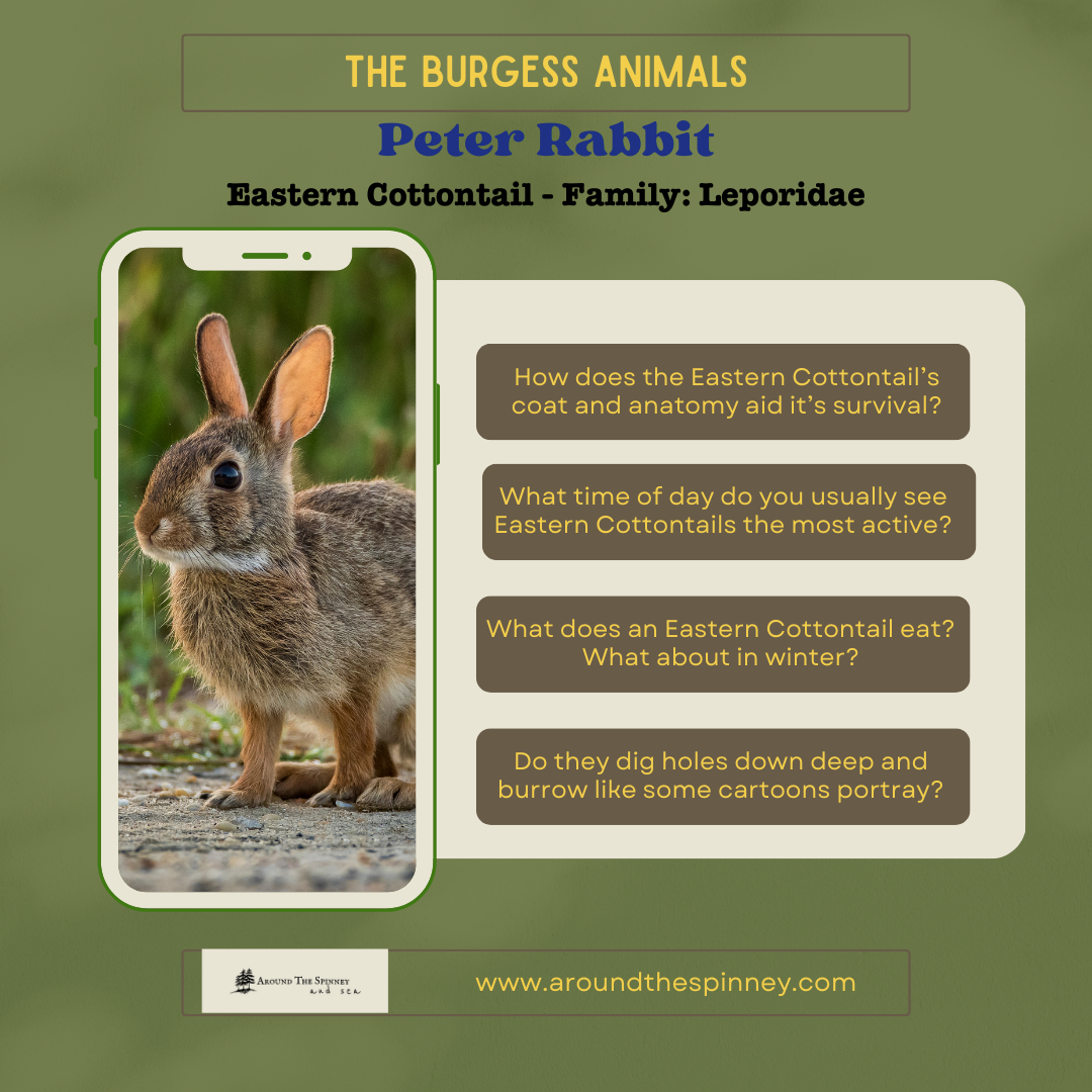 Peter Rabbit, Eastern Cottontail - Around the Spinney