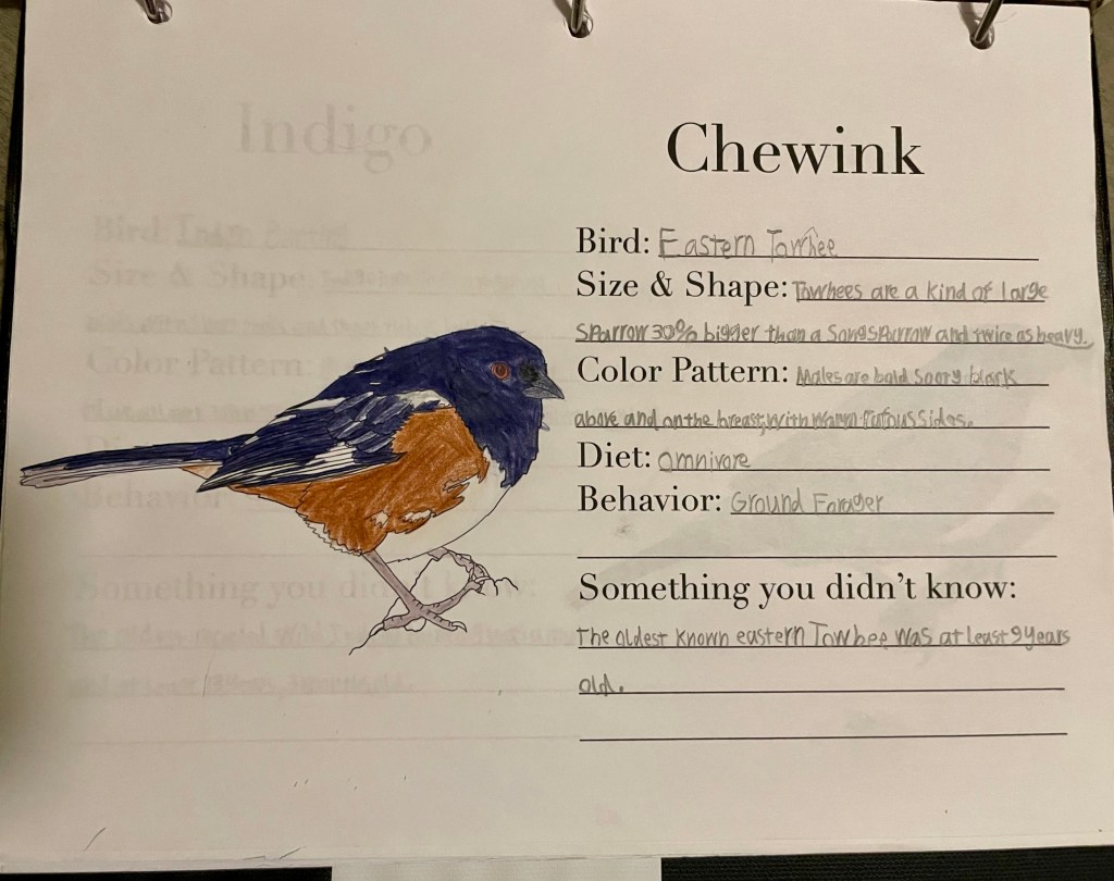 Chewink, the Eastern Towhee - Around the Spinney